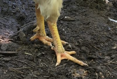 How to Handle a Chicken Foot Injury - Backyard Poultry
